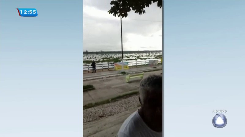Plantas aquáticas chamam atenção em Propriá | Balanço Geral Sergipe ...