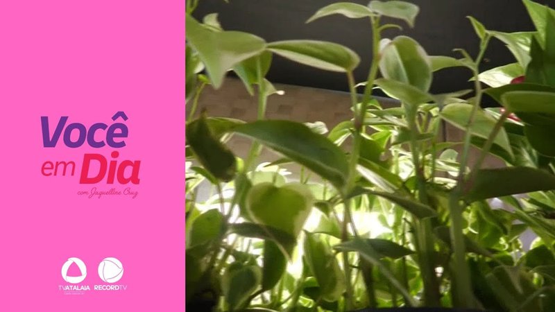 Aprenda a criar mudas e multiplicar suas plantas | Você em Dia | TV ...