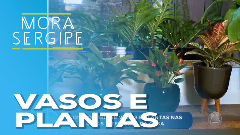 Como combinar vasos e plantas no interior da sua casa | Balanço Geral ...
