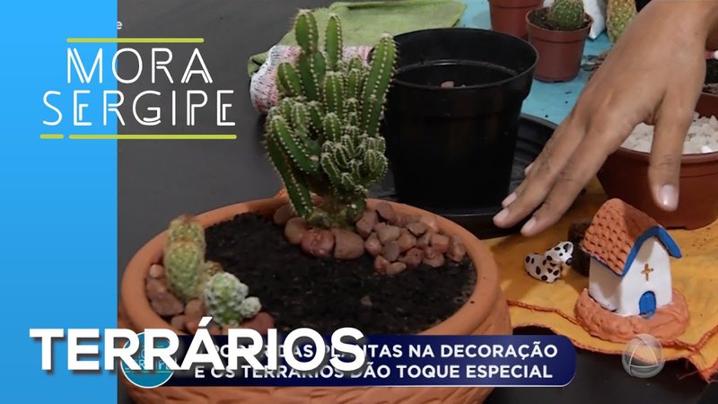 O poder das plantas na decoração e os terrários dão toque especial ...