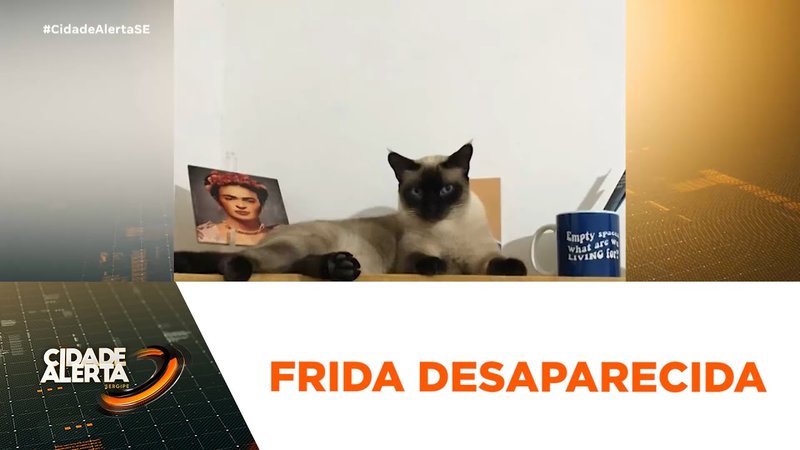 Ana Júlia Procura Gatinha Frida Cidade Alerta Tv Atalaia A8 Sergipe
