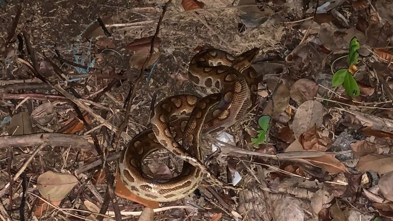 Jiboia é capturada em residência no bairro Aruana, em Aracaju | Sergipe ...