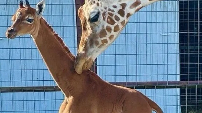 Girafa nasce sem manchas em zoológico nos Estados Unidos | Mundo | A8 ...